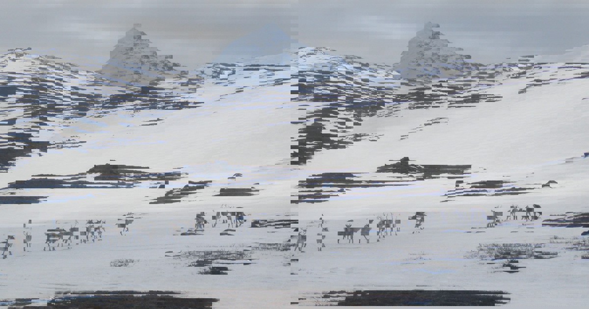 Samiska ord - Sorsele kommun